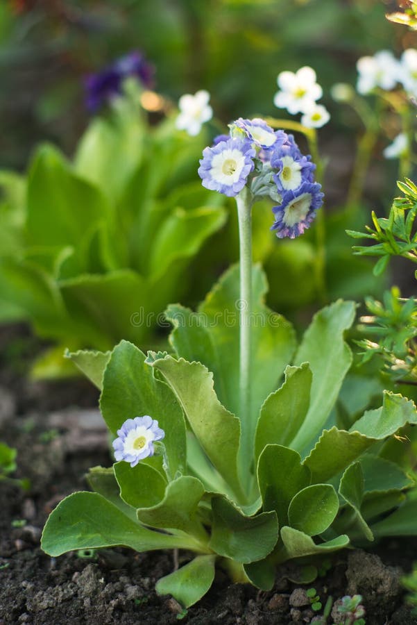 Beautiful Primula Auricula Seedling Stock Image - Image of garden ...