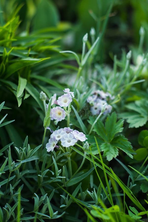 Beautiful Primula in Spring Mix Border Stock Image - Image of plant ...