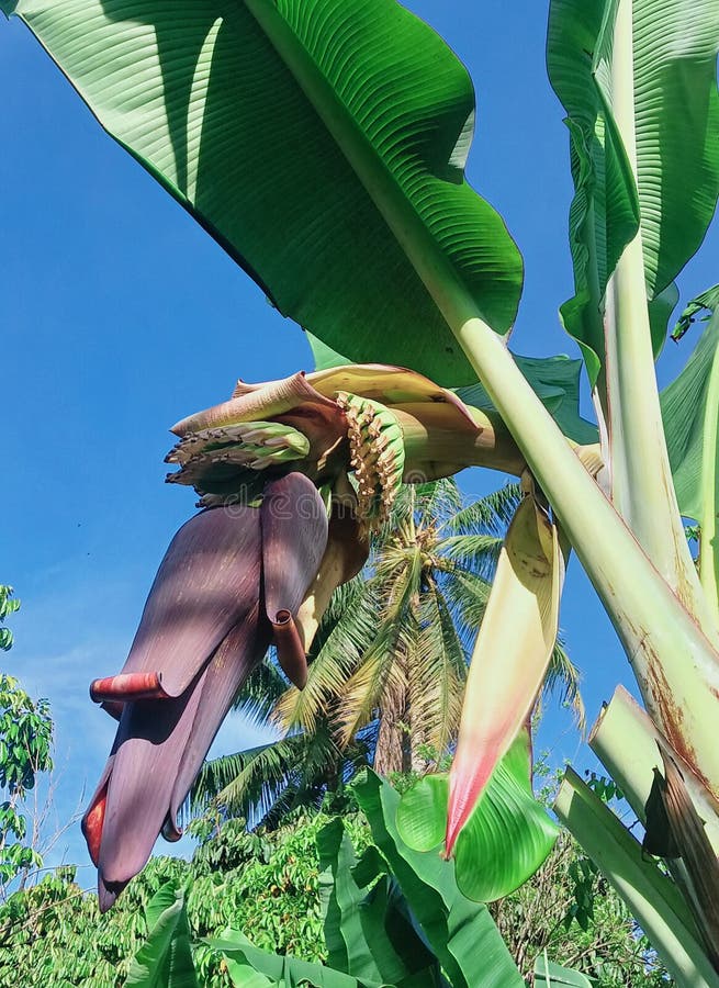 The Beautiful Process of a Very Large Banana Heart is Ready To Become a ...