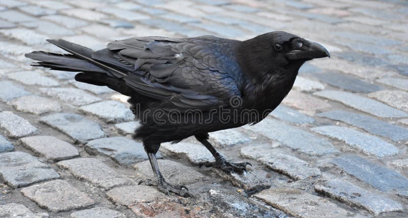 Beautiful Profile of a Black Crow Standing on Cobblestones Stock Photo ...