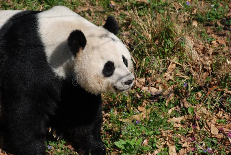 Beautiful Profile of a Giant Panda Bear in a Field Stock Image - Image ...