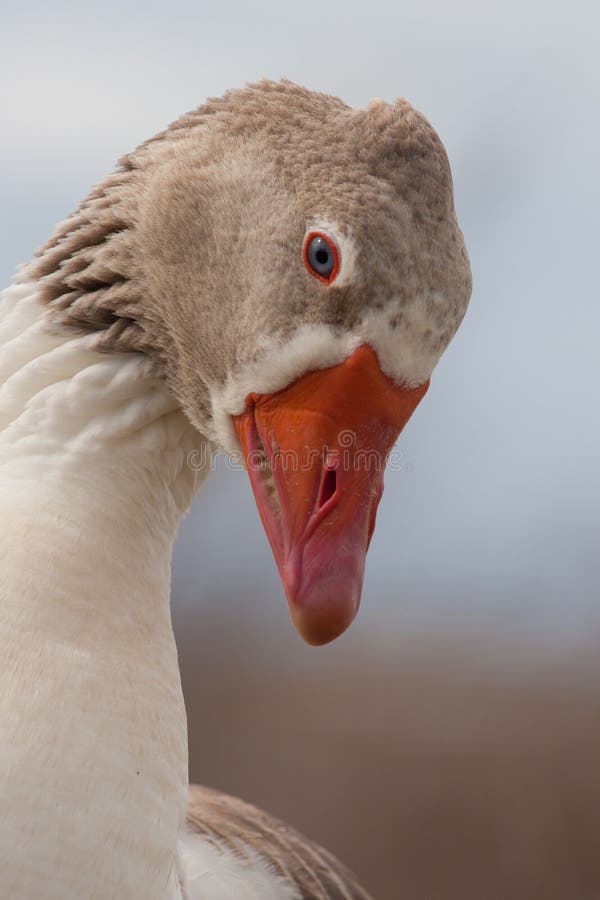 Profile of Goose stock image. Image of head, gander, profile - 23428645