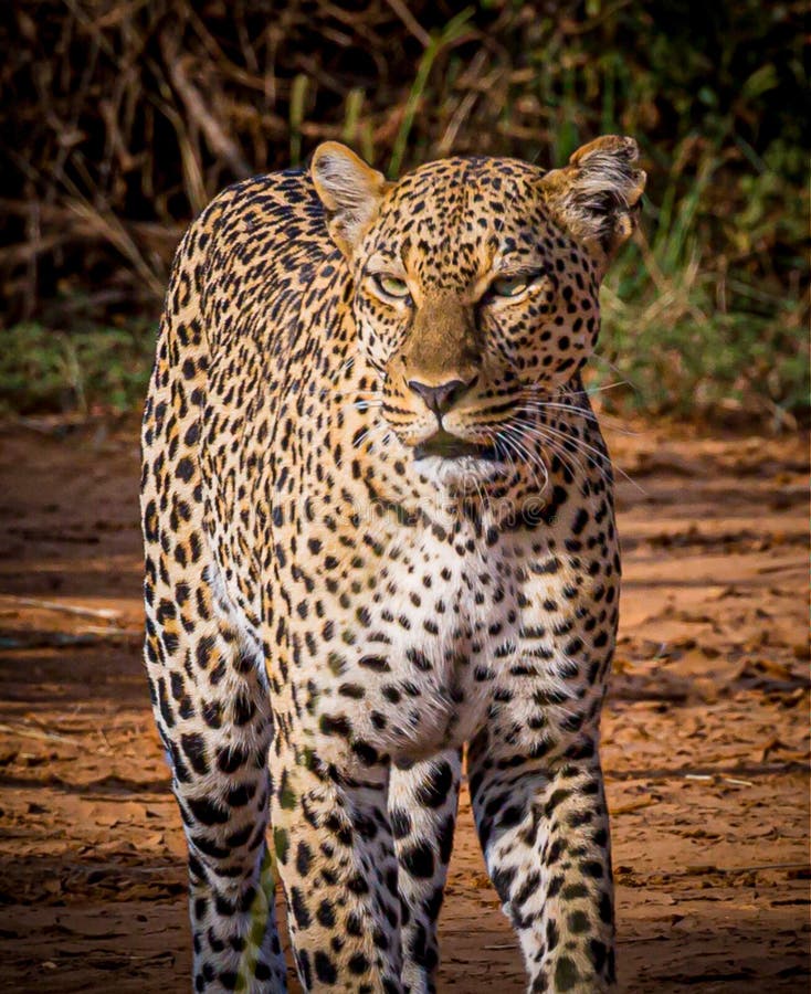 Beautiful Profile of Leopard in African Forest in Kenya.psd Stock Photo ...