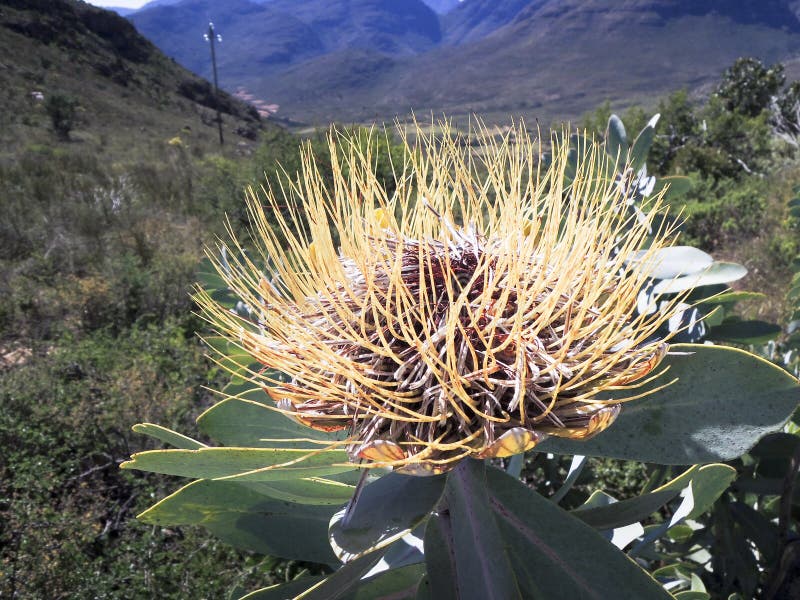 Beautiful Protea Flower Growing in the Wild with Its Head Open Stock ...