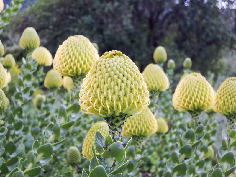 Beautiful Protea Flower Growing in the Wild with Its Head Open Stock ...