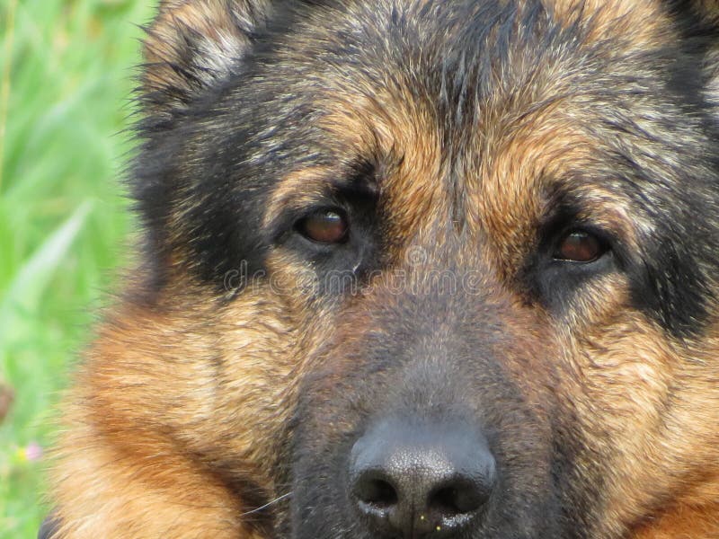 Beautiful Protective Watchdogs Defense Security Tranquility Domestic ...