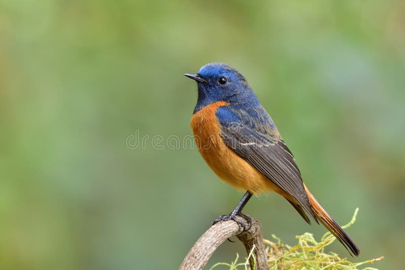 Beautiful Proud Bird Perching on Tree Stick with Sharp Feathers in ...