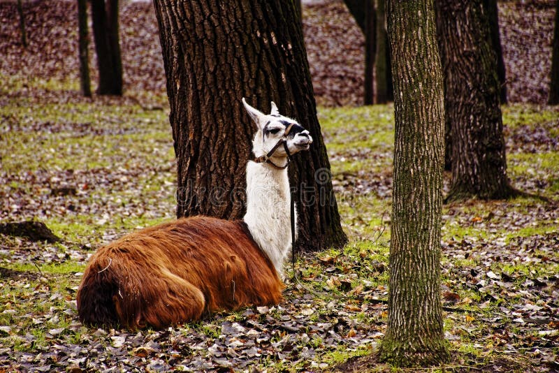 Beautiful and proud llama stock image. Image of groomed - 167489735