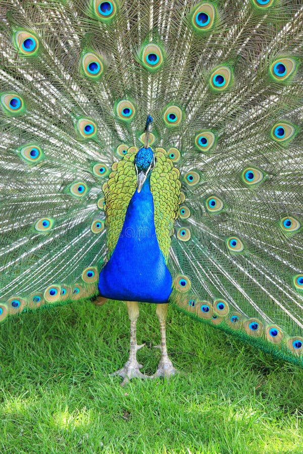 Beautiful proud peacock stock image. Image of pattern - 12635003
