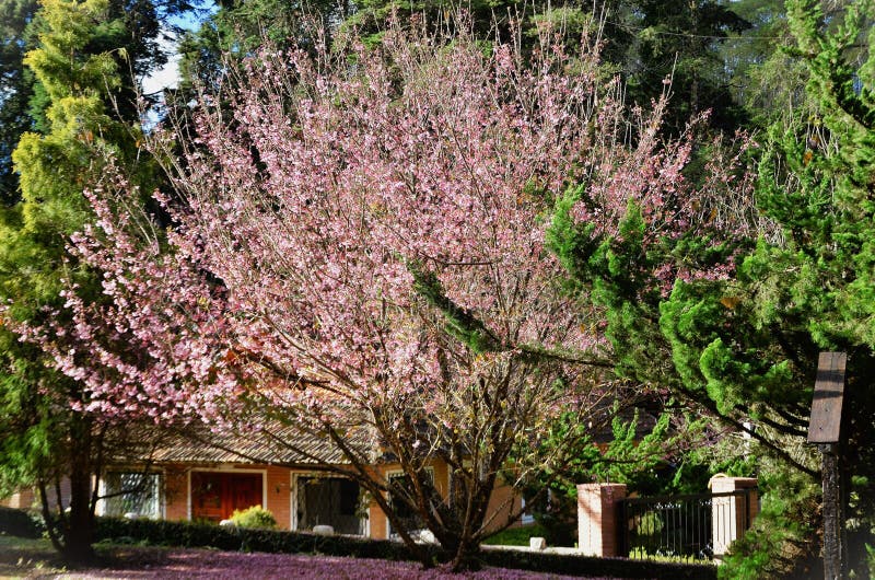 A Beautiful Prunus Serrulata Tree Full of Flowers Stock Image - Image ...