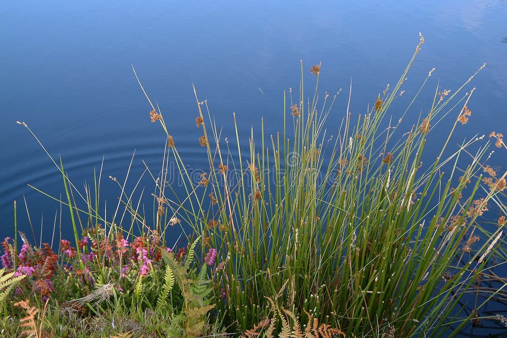 Beautiful puddle, pond stock image. Image of basin, botanic - 428909