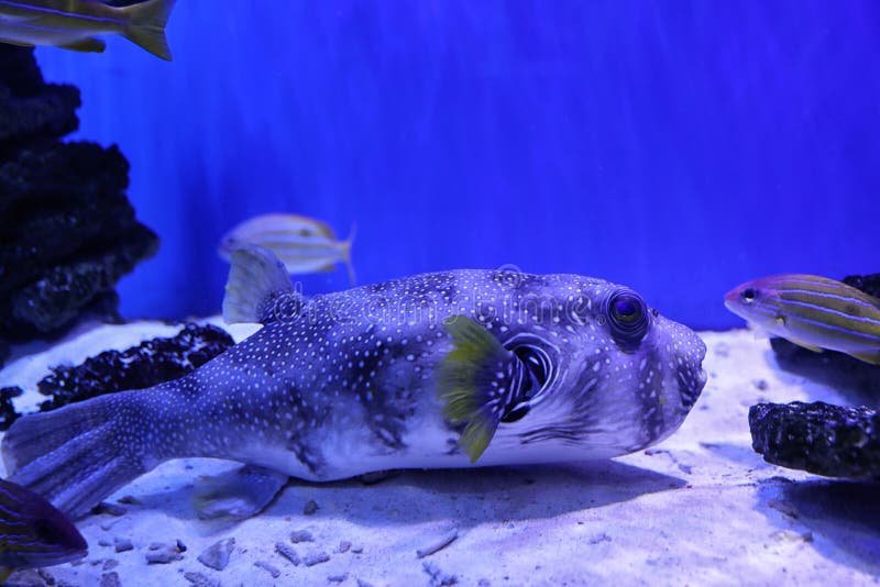 Beautiful Pufferfish in Clear Toned Blue Aquarium Stock Photo - Image ...