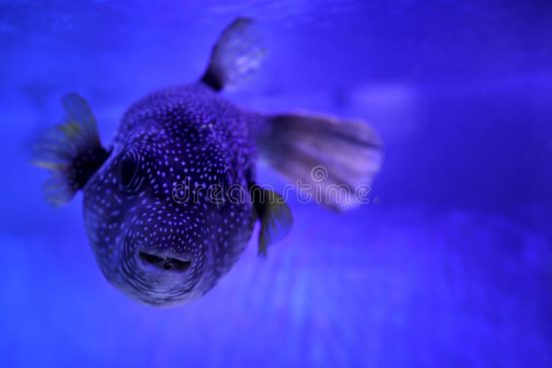 Beautiful Pufferfish in Clear Toned Blue Aquarium Stock Photo - Image ...
