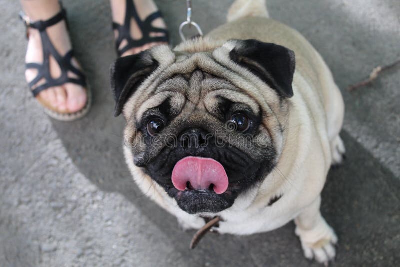 Beautiful pug stock image. Image of years, beautiful - 152829447