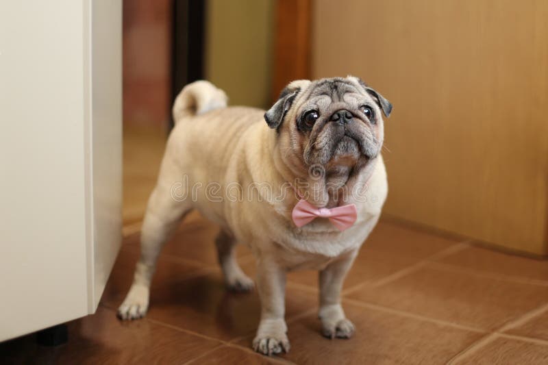 Beautiful pug in a bowtie stock photo. Image of outdoor - 167259850