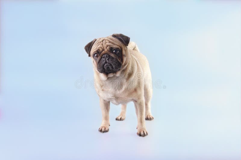 A Beautiful Pug Dog Stands and Looks Forward. Front View Stock Photo ...