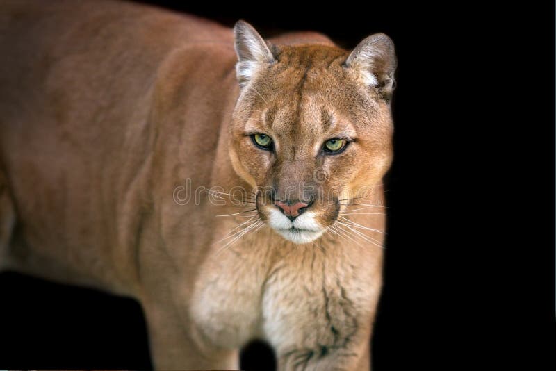 estoy feliz Vaca Productos lácteos puma állat No complicado Desprecio ...