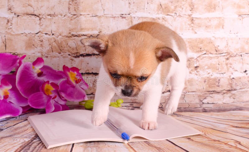 Beautiful Puppy Examines on a Notebook Stock Image - Image of breed ...
