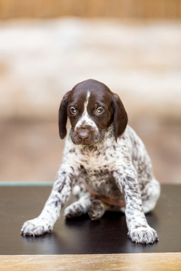 Beautiful Puppy German Short Haired Pointer Stock Photo - Image of ...