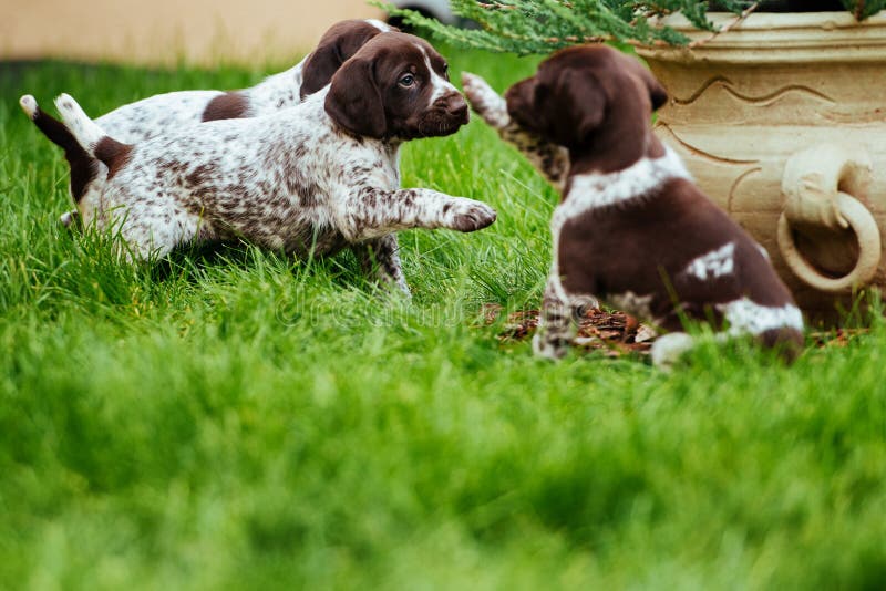 Beautiful Puppy German Short Haired Pointer Stock Photo - Image of ...