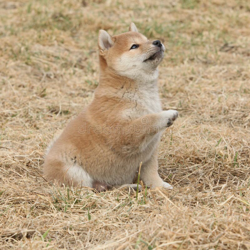 Beautiful Puppy of Shiba Inu Stock Photo - Image of peaceful ...