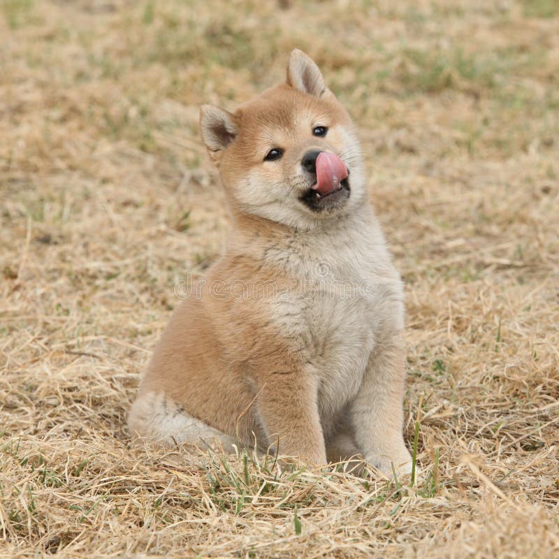 Beautiful Puppy of Shiba Inu Stock Image - Image of canine, lovely ...