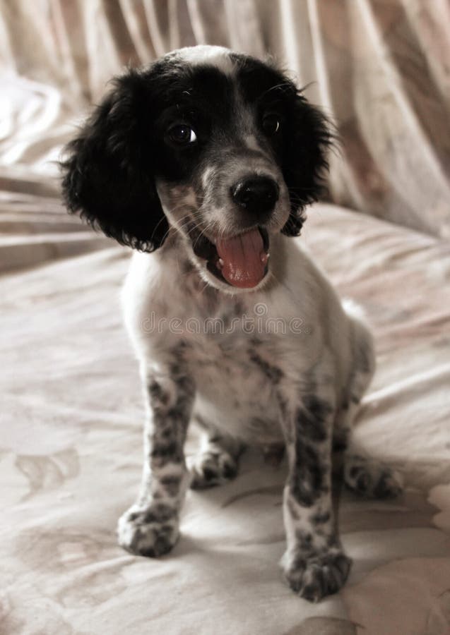 English Setter Puppy Sitting on the Bed Stock Image - Image of ...