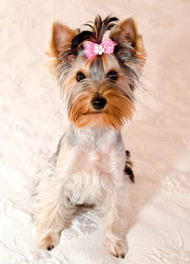 Beautiful Puppy Yorkshire Terrier with Bow Stock Image - Image of ...