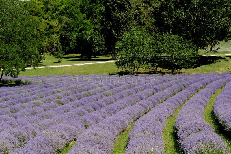 Beautiful Puprle Lavender Rows on a Field Stock Photo - Image of english, lavender: 250827060