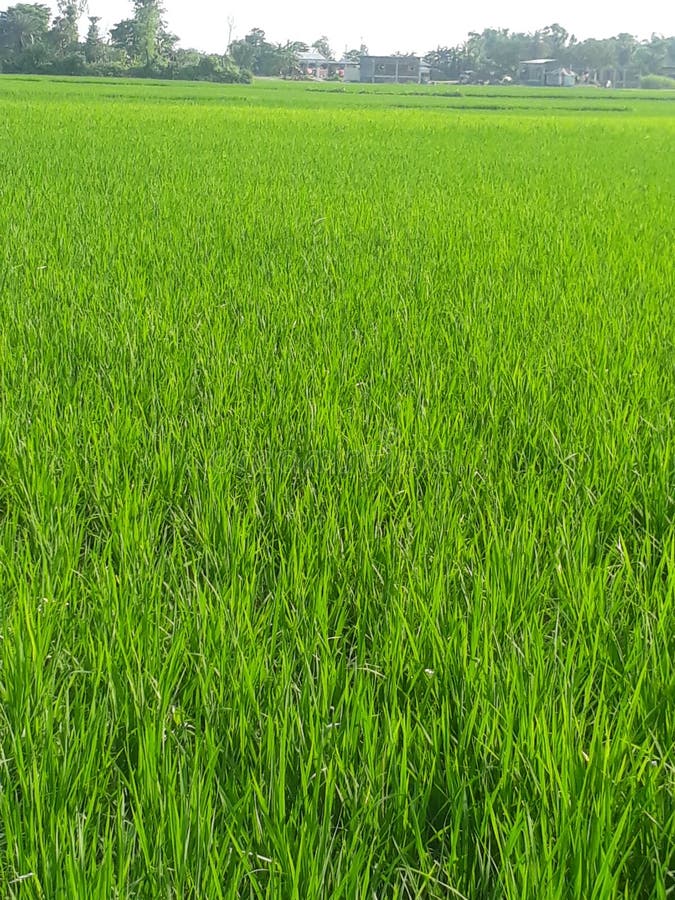 Beautiful Purdy Filled in Indian Village Purdy Stock Image - Image of ...