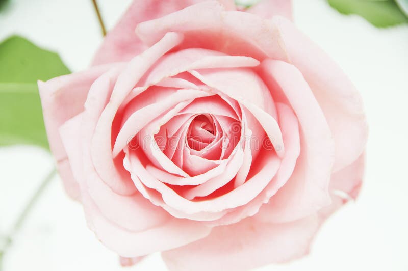 Beautiful pure rose shot stock image. Image of valentines - 31991083