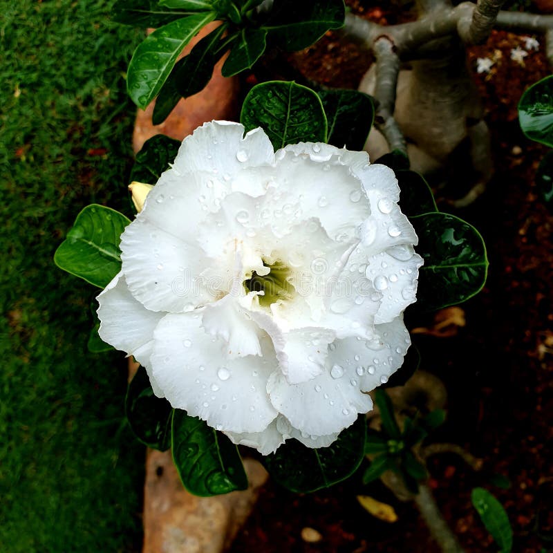 Beautiful Pure White Adenium Obesum with Water Drops Stock Image ...