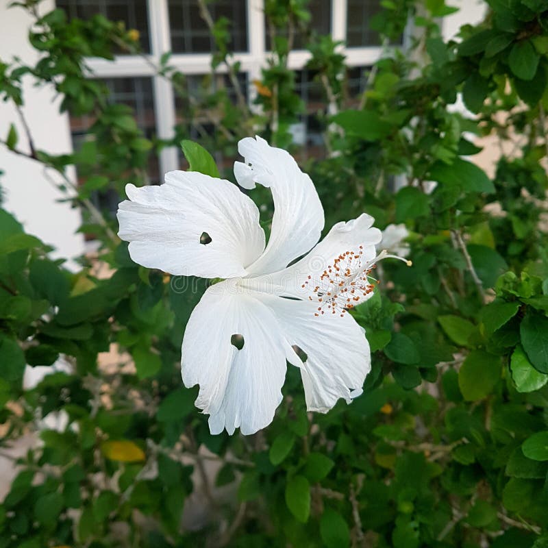 Pure White Flower Stock Photos - Download 55,370 Royalty Free Photos