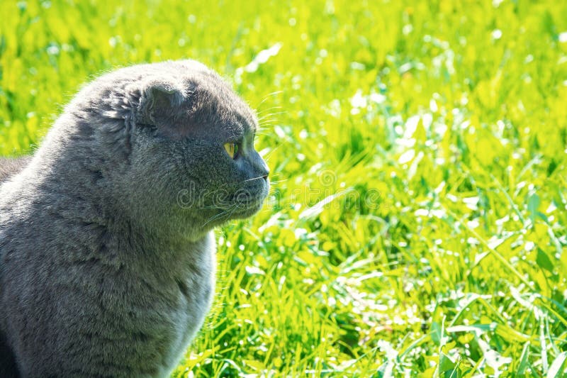 A Beautiful Purebred Cat Looking Forward. a Cat Walks in a Green Meadow ...