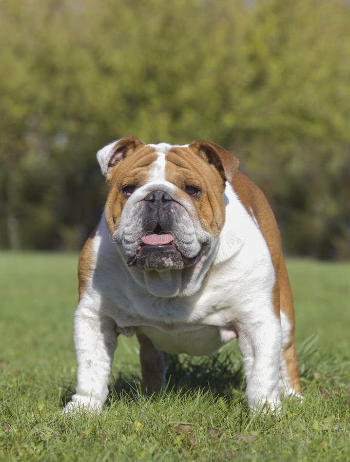 Rear View of Male Bulldog Standing on Grass Stock Image - Image of ...