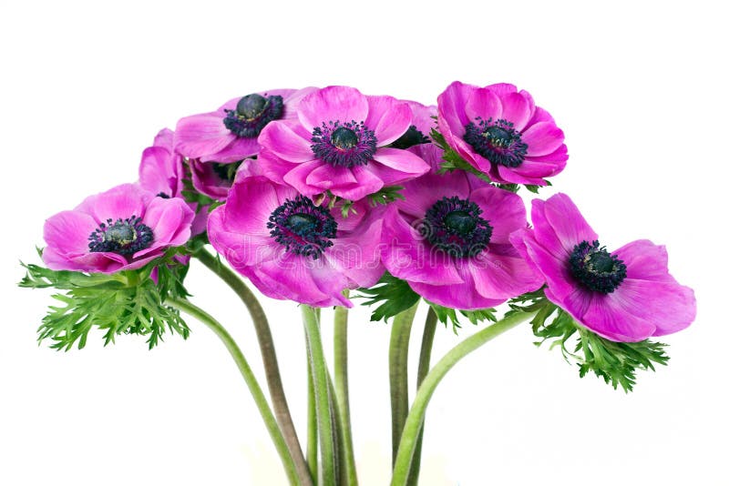 Beautiful Purple Anemone Flower Stock Photo - Image of anemones ...