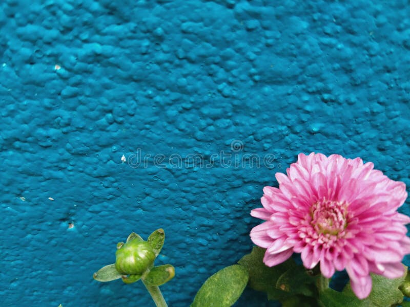 Beautiful Purple Aster Flower on Turquoise Wall Stock Photo - Image of ...