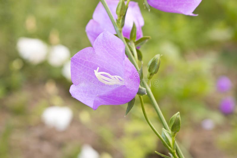 Beautiful Purple Bell. Conceptual Design of Greeting Card Stock Image ...