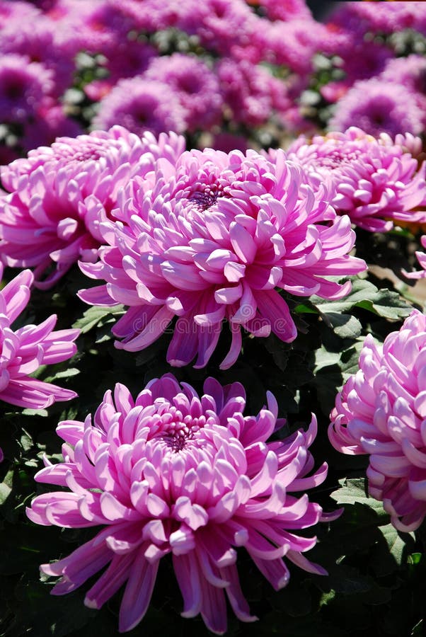 Beautiful Purple Big Chrysanthemums Stock Photo - Image of outdoor ...