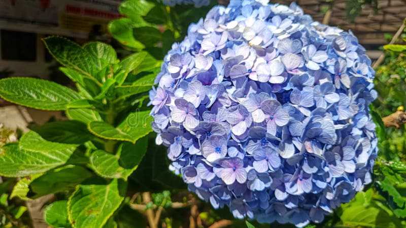 Beautiful Purple Blue Flowers Background Shoot in Details Stock Image ...