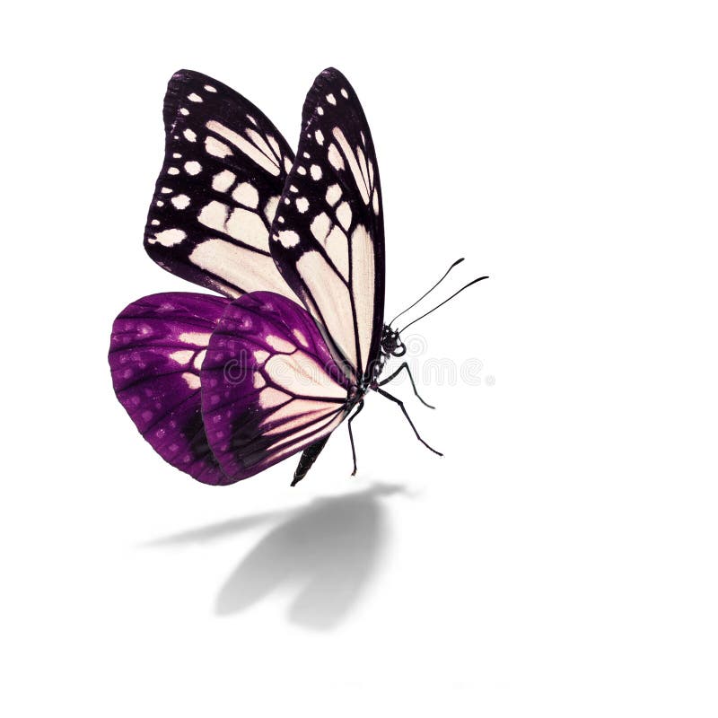 Beautiful purple butterfly stock photo. Image of summer - 269803946