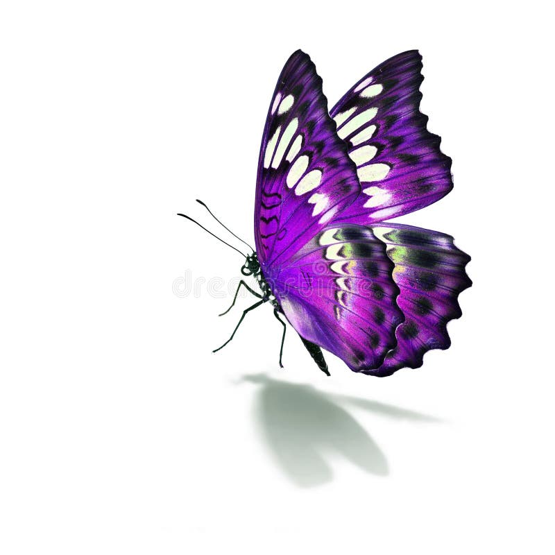 Beautiful purple butterfly stock photo. Image of tropical - 269803736