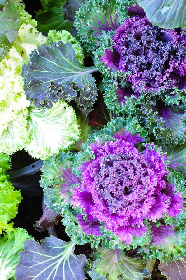 Cabbage flowers in field stock photo. Image of cabbage - 19935636