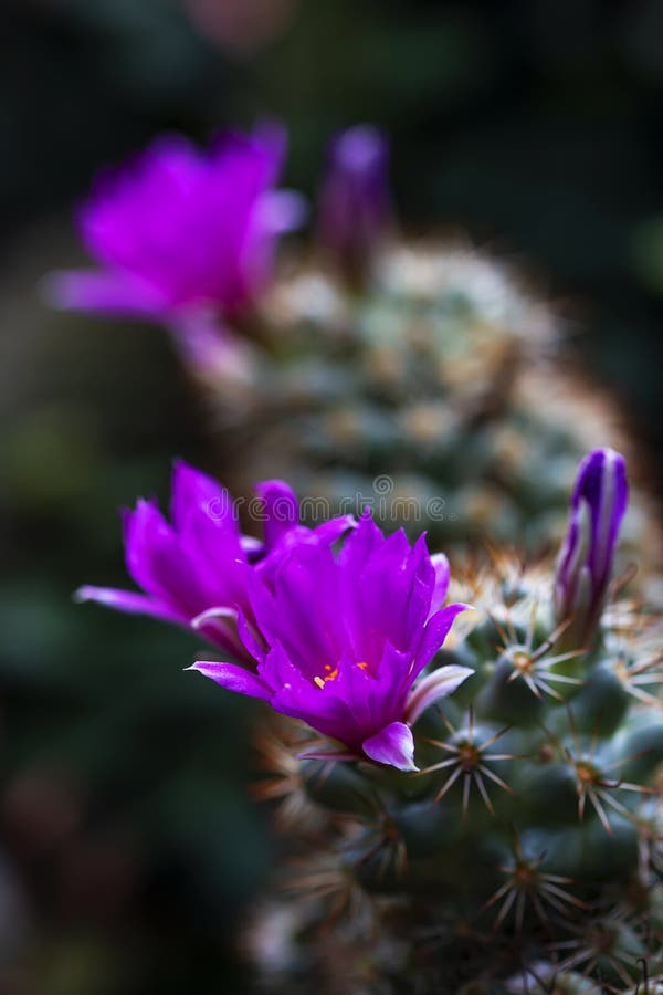 Beautiful Purple Cactus Flowers with Spikes Stock Photo - Image of ...