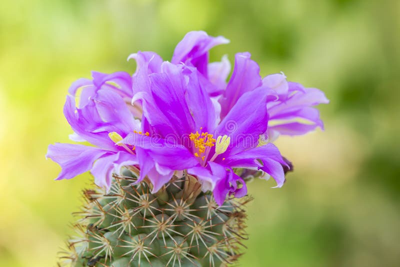 Purple Cactus Blue Flowers Desert Garden Arizona Stock Photo - Image of ...