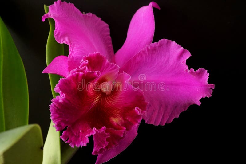 Beautiful Purple Cattleya Orchid Stock Photo - Image of blossom, beauty ...