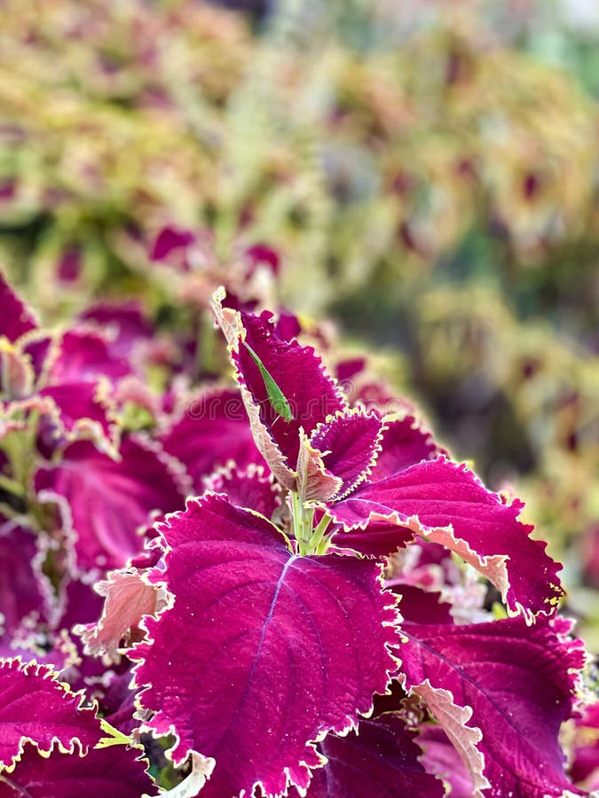 Beautiful Purple Coleus Plant with Grasshoppers Perched on it Stock ...