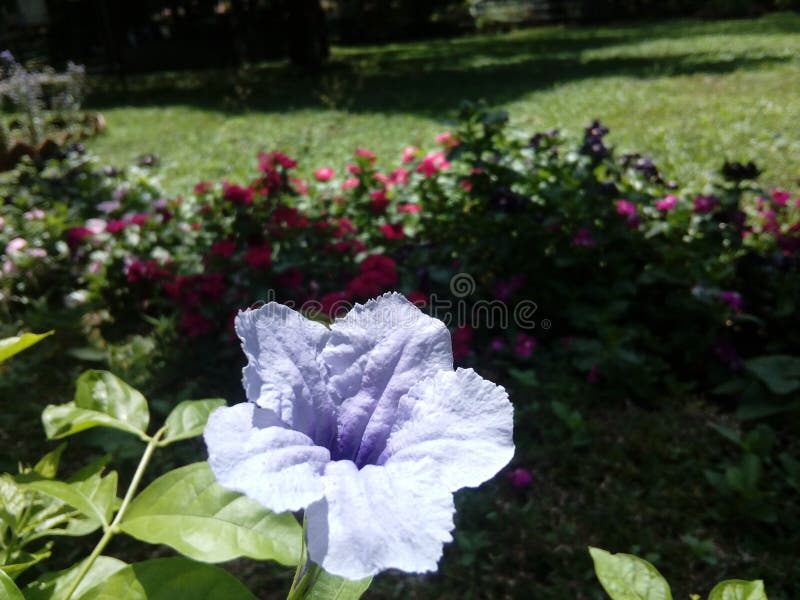 Beautiful Purple Color Flower in Park Stock Image - Image of wildflower ...