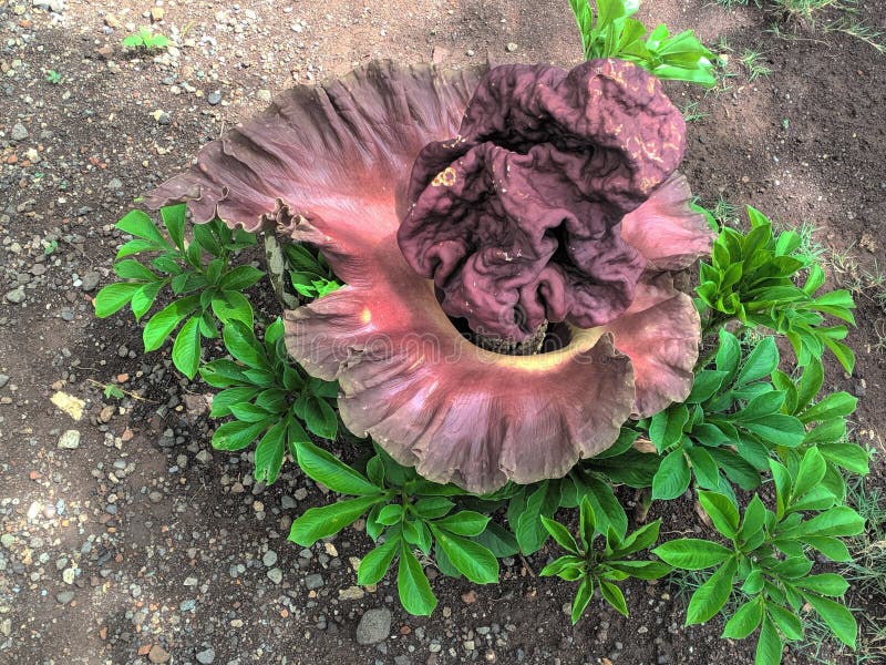 Beautiful corpse flower stock image. Image of vintage - 249110483
