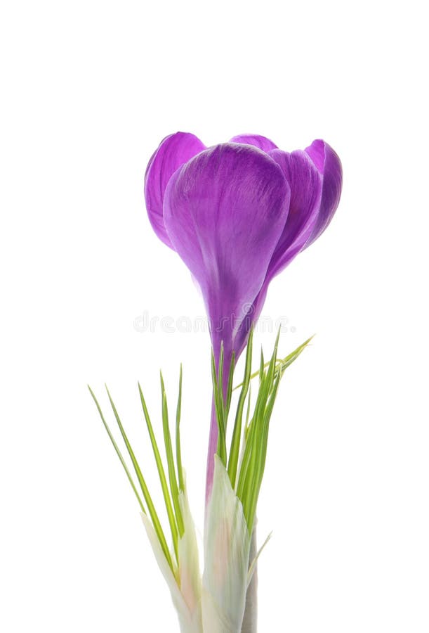 Beautiful Purple Crocus Flower Isolated on White Stock Image - Image of ...